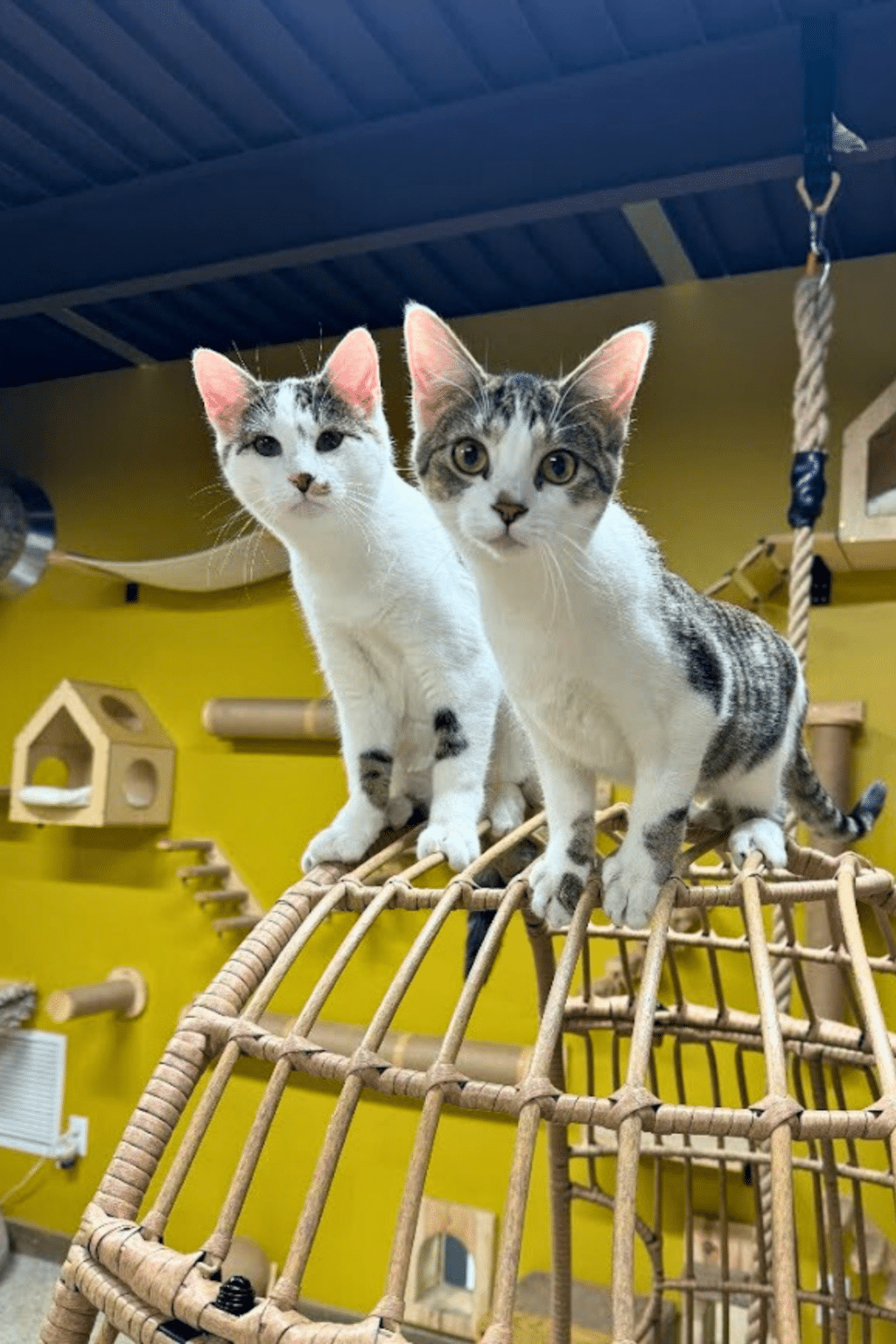 Wired Whisker Come for the Coffee; Stay for the Cats - Destination Duluth