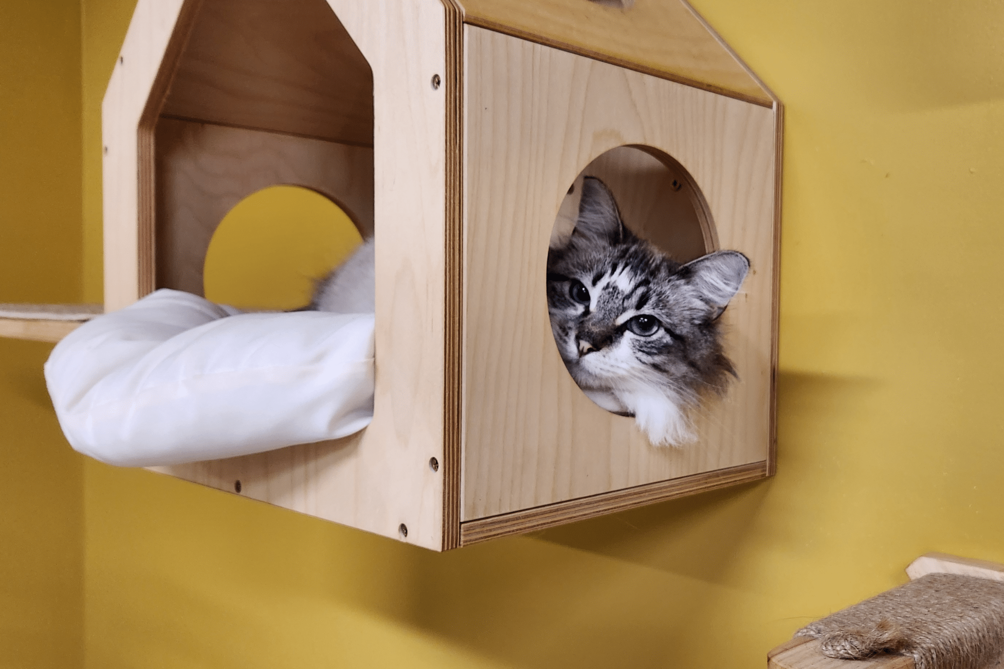 Wired Whisker Come for the Coffee; Stay for the Cats - Destination Duluth