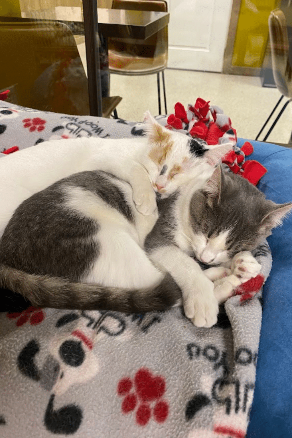 Wired Whisker Come for the Coffee; Stay for the Cats - Destination Duluth