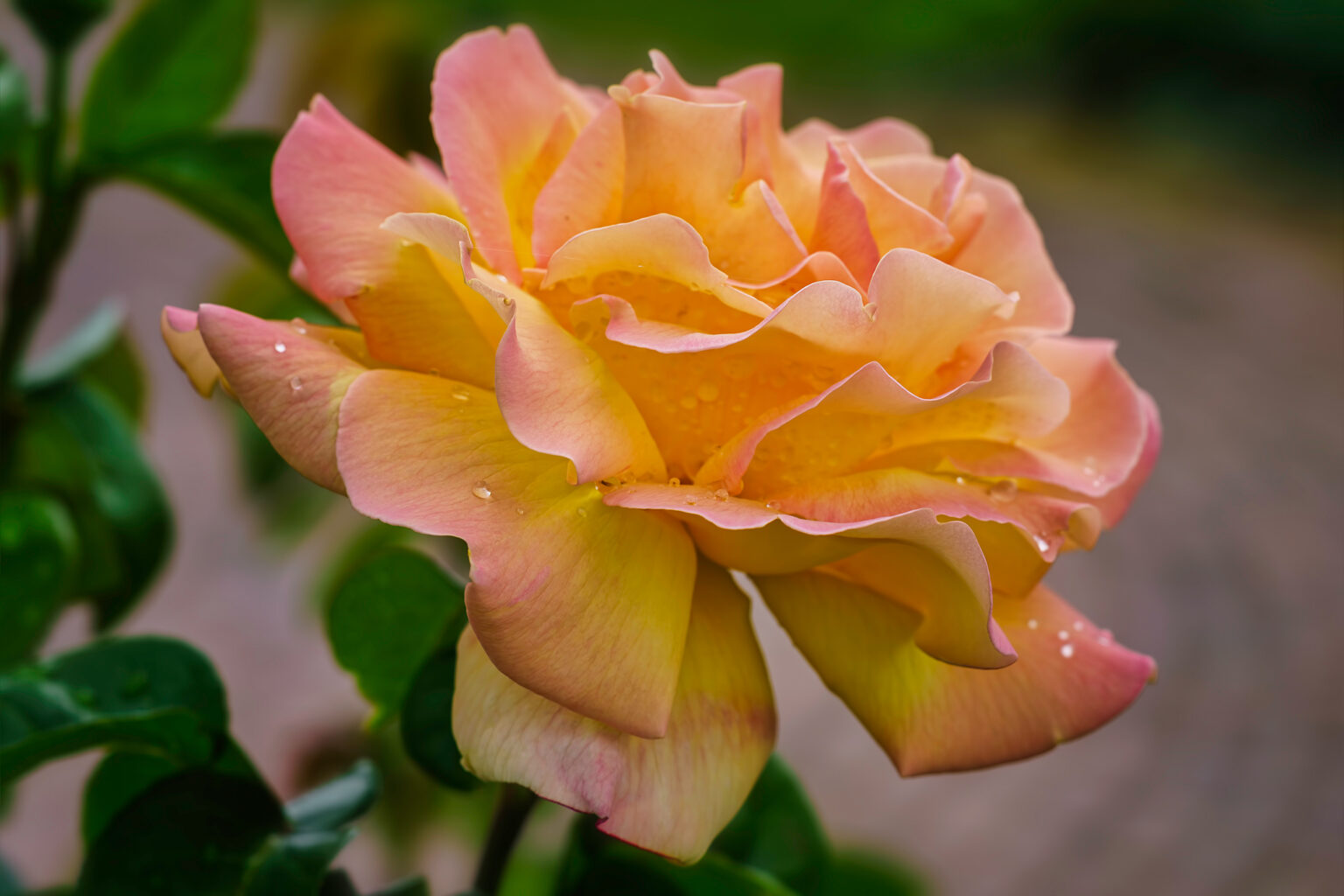 LOYL – Experience Leif Erikson Rose Garden in Full Bloom - Destination ...