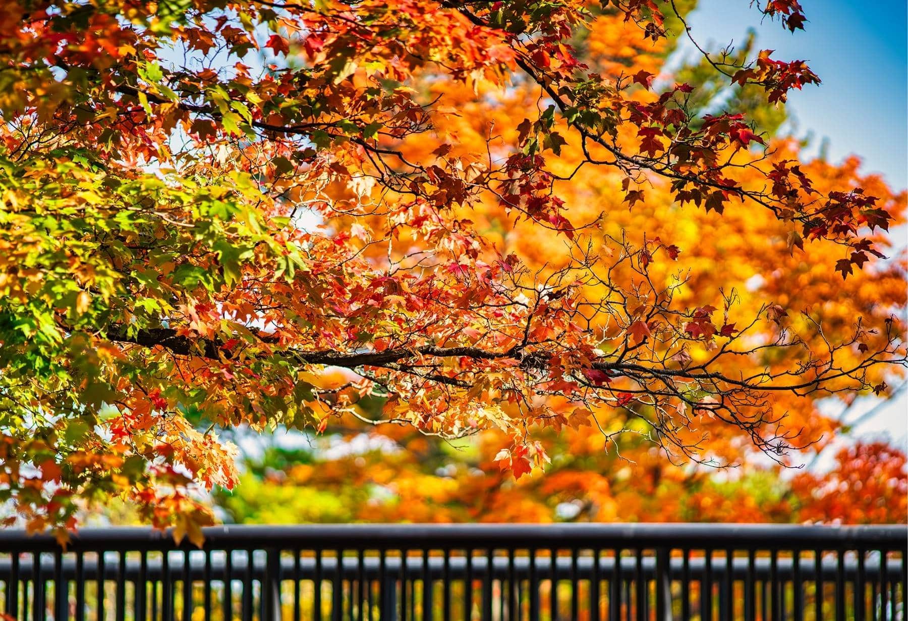 Explore Duluth’s Fall Colors Along the Lakewalk - Destination Duluth