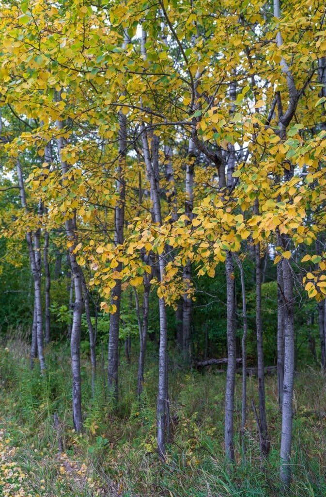 Explore Duluth’s Fall Colors Along the Lakewalk - Destination Duluth